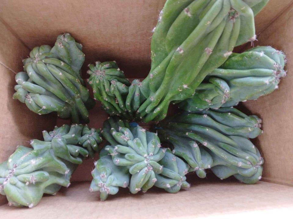Anns Plants Deltona FL Cactus, Succulents, Flowers, Seeds
