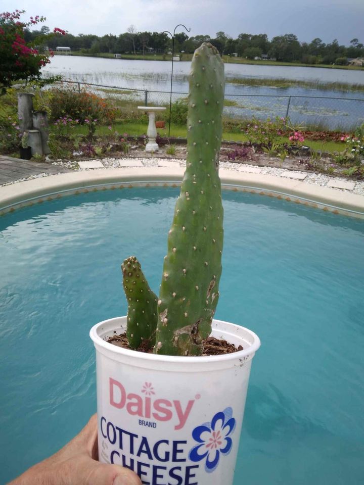 Anns Plants Deltona FL Cactus, Succulents, Flowers, Seeds