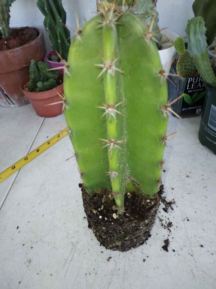 Anns Plants Deltona FL Cactus, Succulents, Flowers, Seeds