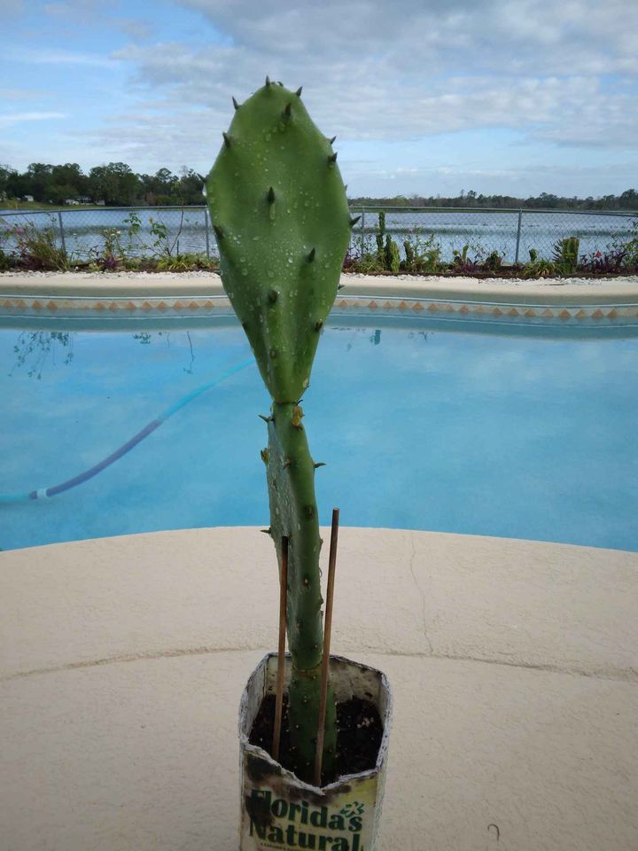 Anns Plants Deltona FL Cactus, Succulents, Flowers, Seeds